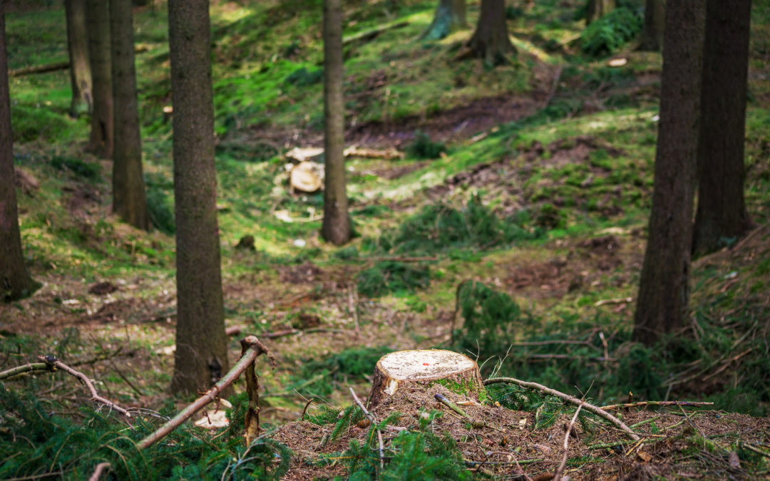 Our Services – Northern Timber Company